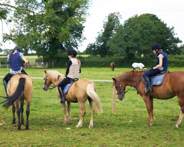 Equestrian Schools & Summer Camps 2025 - all levels available
