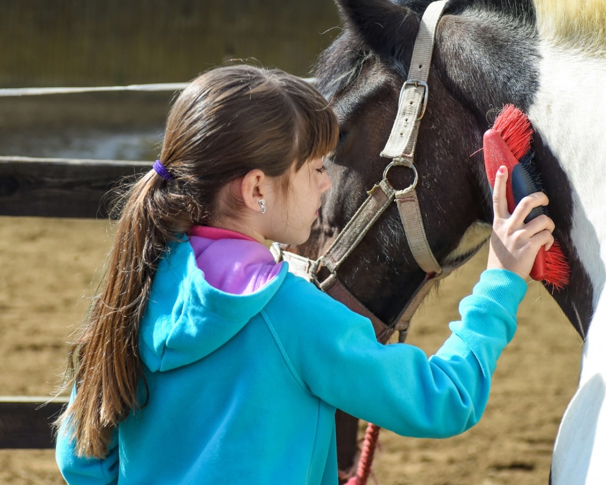 Equestrian Schools & Summer Camps 2026 - all levels available